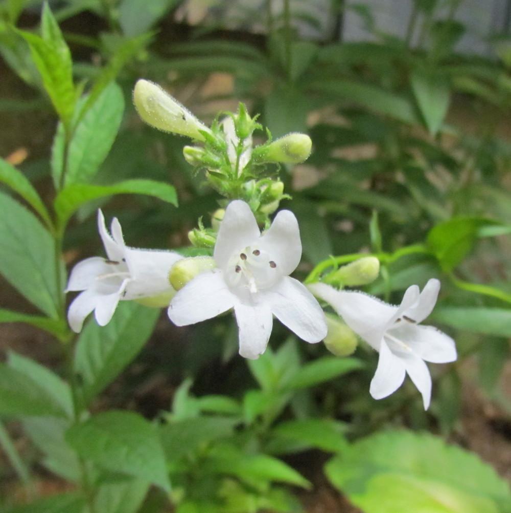 Penstemons: Plant Care and Collection of Varieties - Garden.org