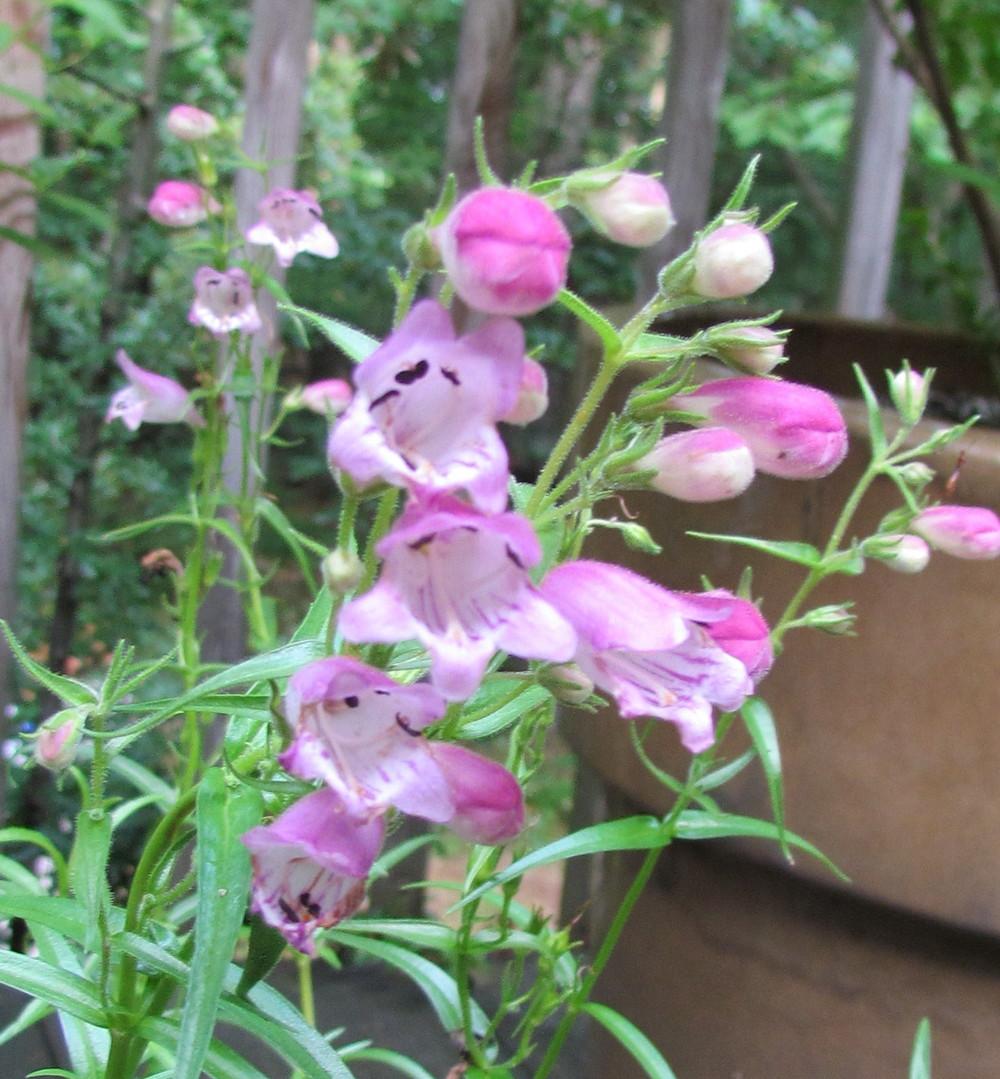 Penstemon 'Sunburst Ruby' in the Penstemons Database - Garden.org