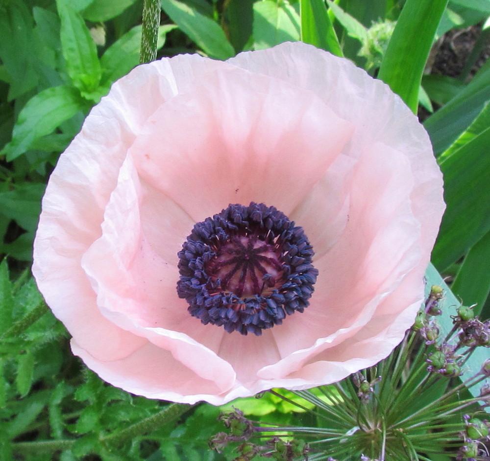 Photo of the bloom of Oriental Poppy (Papaver orientale 'Princess ...