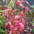 Penstemons: Plant Care and Collection of Varieties - Garden.org