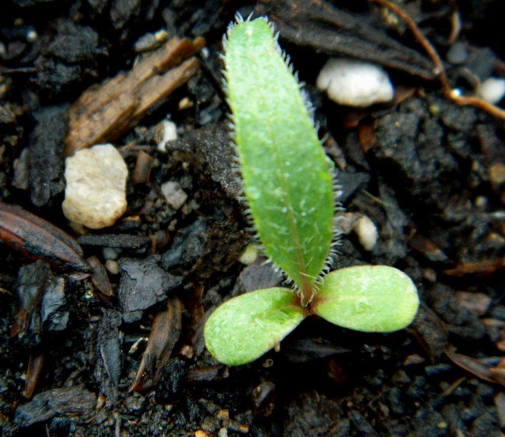 Photo of the seedling or young plant of Narrow-leaf Coneflower ...