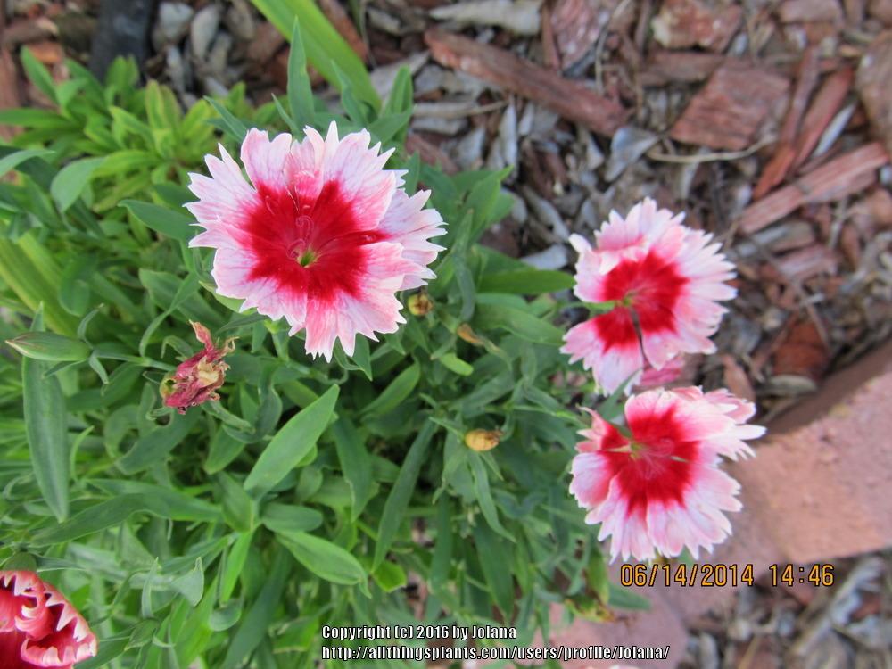Photo of the entire plant of Dianthus Super Parfait™ Strawberry posted ...