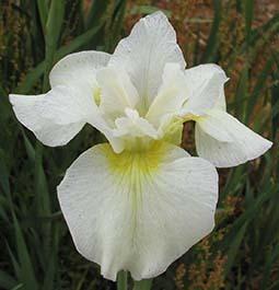 Siberian Iris (Iris 'Creme Chantilly') in the Irises Database - Garden.org