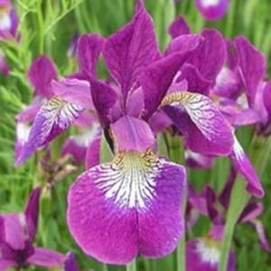 Siberian Iris (Iris 'Little Red') in the Irises Database - Garden.org