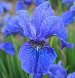 Siberian Iris (Iris 'Stellar Blue') in the Irises Database - Garden.org