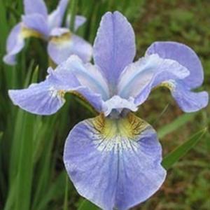Siberian Iris (Iris 'Turquoise Cup') in the Irises Database - Garden.org