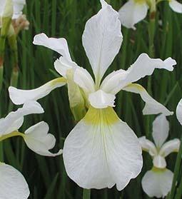 Siberian Iris (Iris 'Matane') in the Irises Database - Garden.org