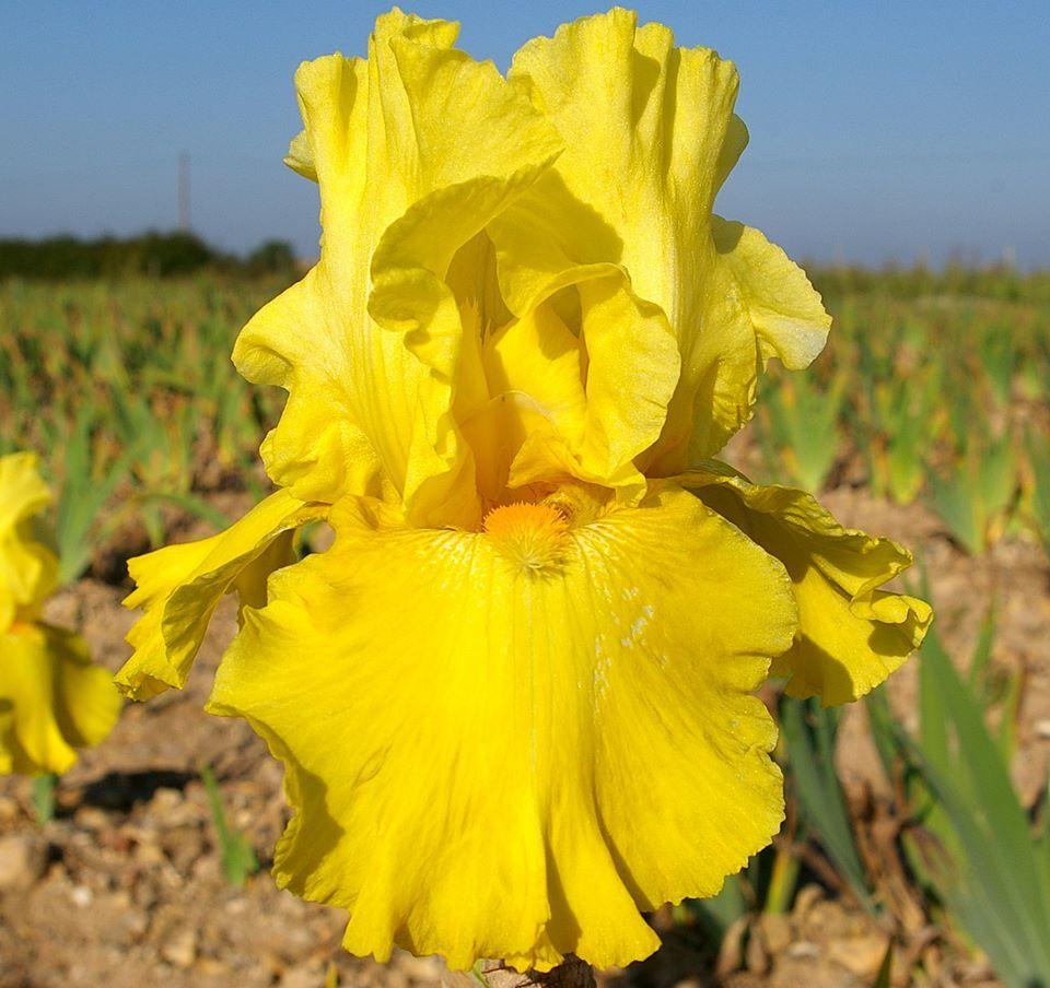 Photo of the bloom of Tall Bearded Iris (Iris 'Golden Immortal') posted ...