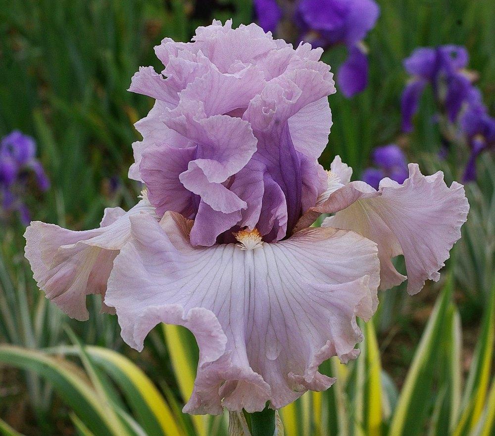 Photo of the bloom of Tall Bearded Iris (Iris 'Paris Fashion') posted ...