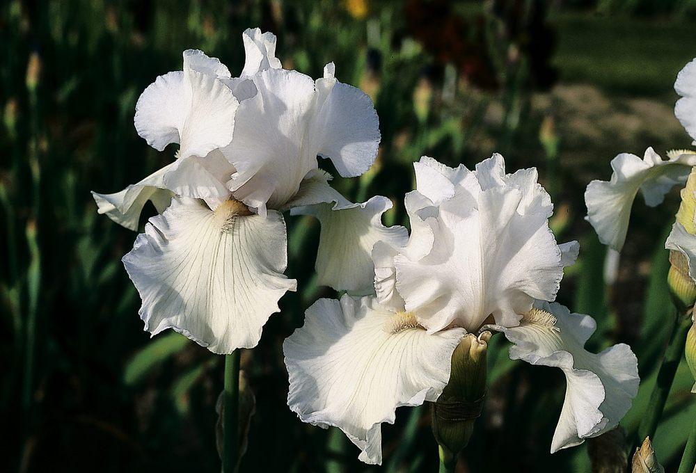 Photo of the bloom of Tall Bearded Iris (Iris 'Frison-Roche') posted by ...