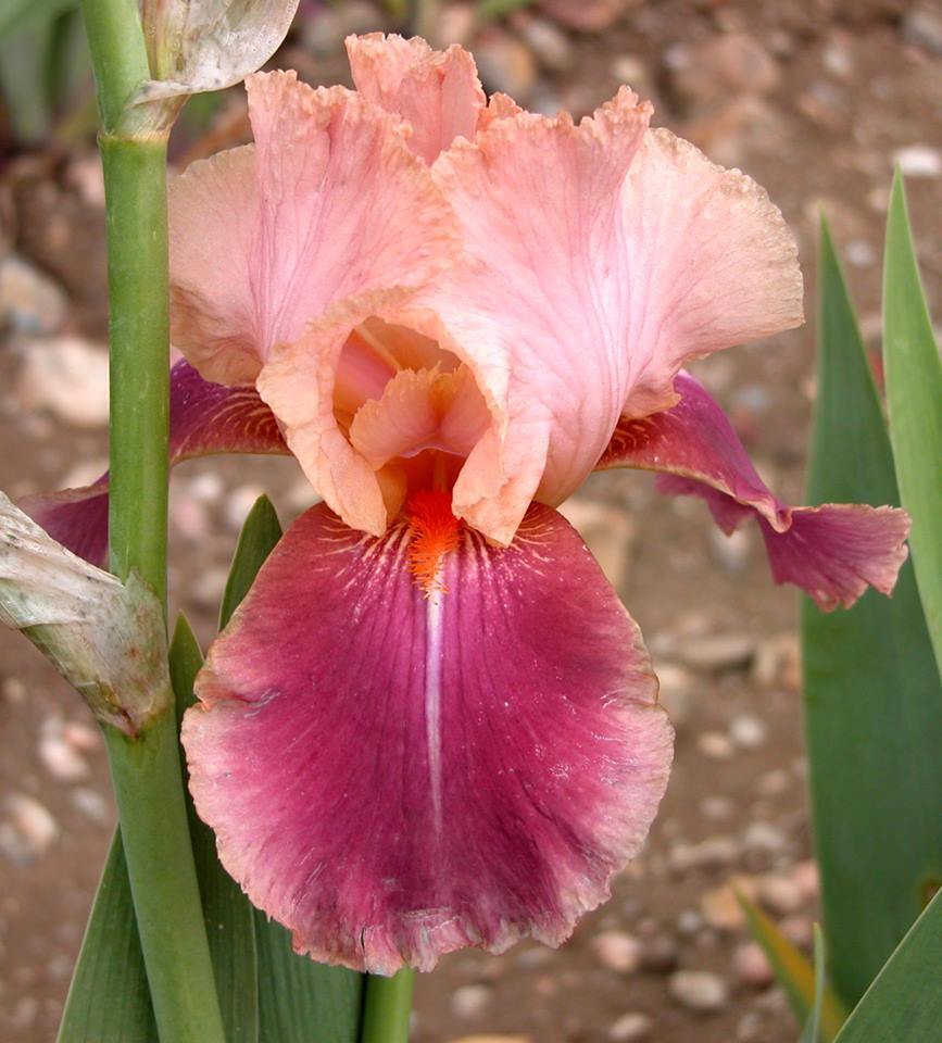 Photo of the bloom of Tall Bearded Iris (Iris 'Carnaby') posted by ...
