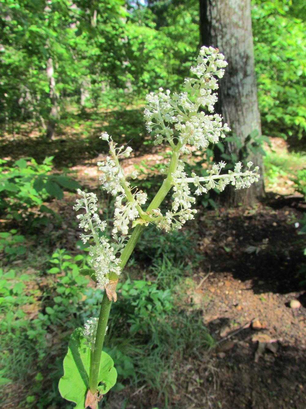 Photo of the bloom of Ornamental Rhubarb (Rheum palmatum) posted by ...