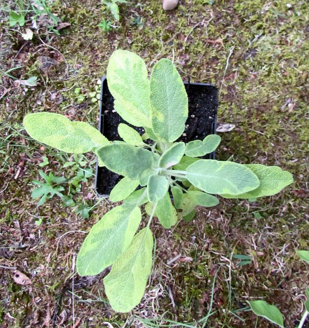 Photo of the seedling or young plant of Golden Sage (Salvia officinalis ...