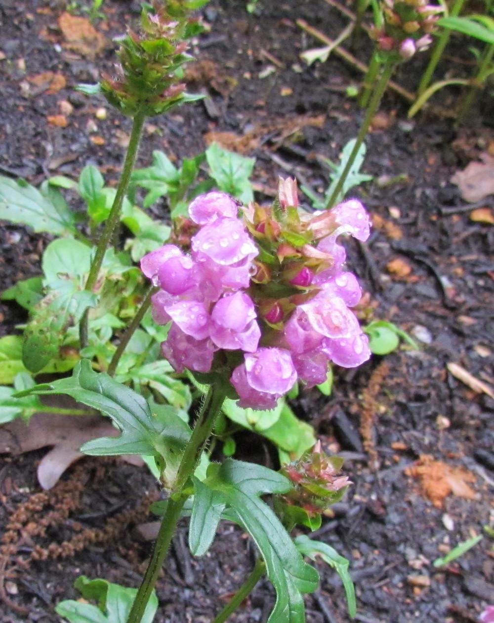 Prunella (Prunella grandiflora 'Bella Deep Rose') - Garden.org