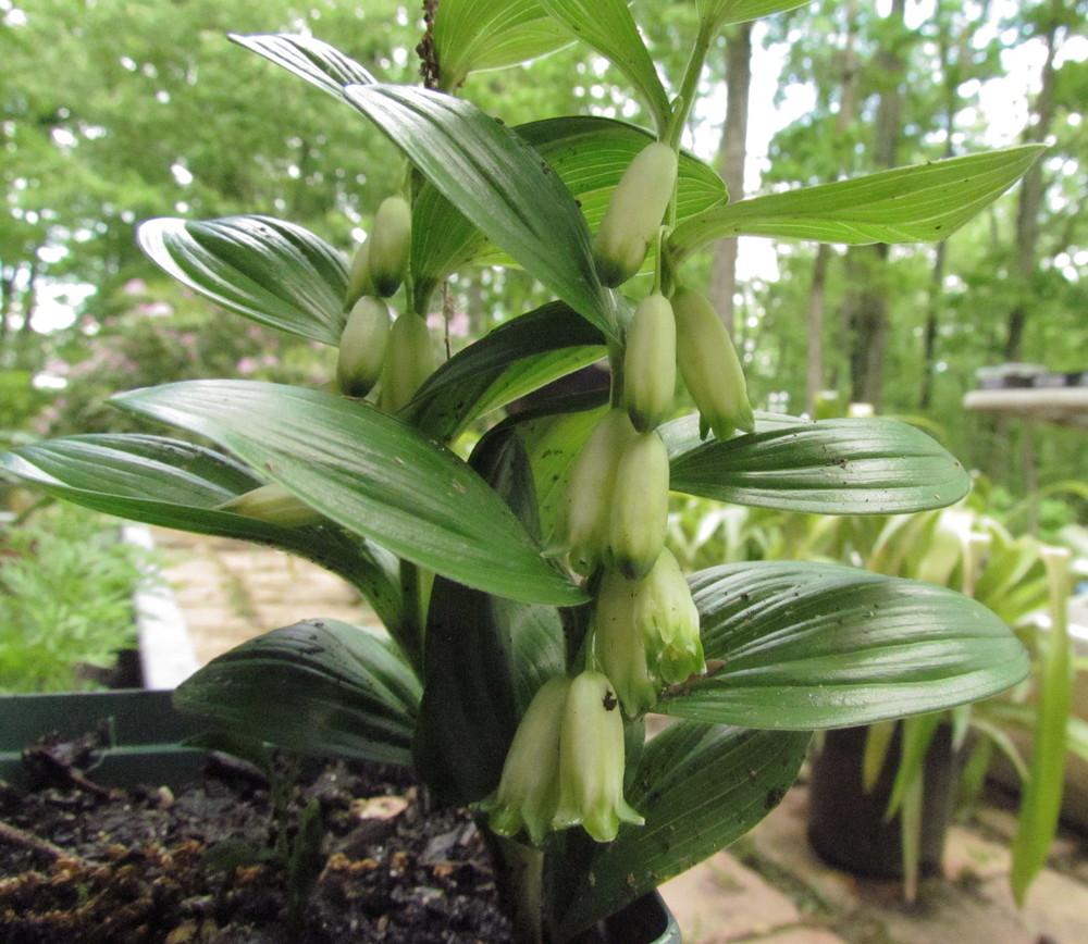 Photo of the bloom of Dwarf Solomon's Seal (Polygonatum humile) posted ...