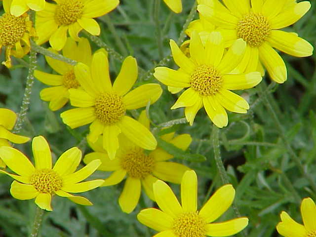 Woolly Daisy (Eriophyllum lanatum) - Garden.org