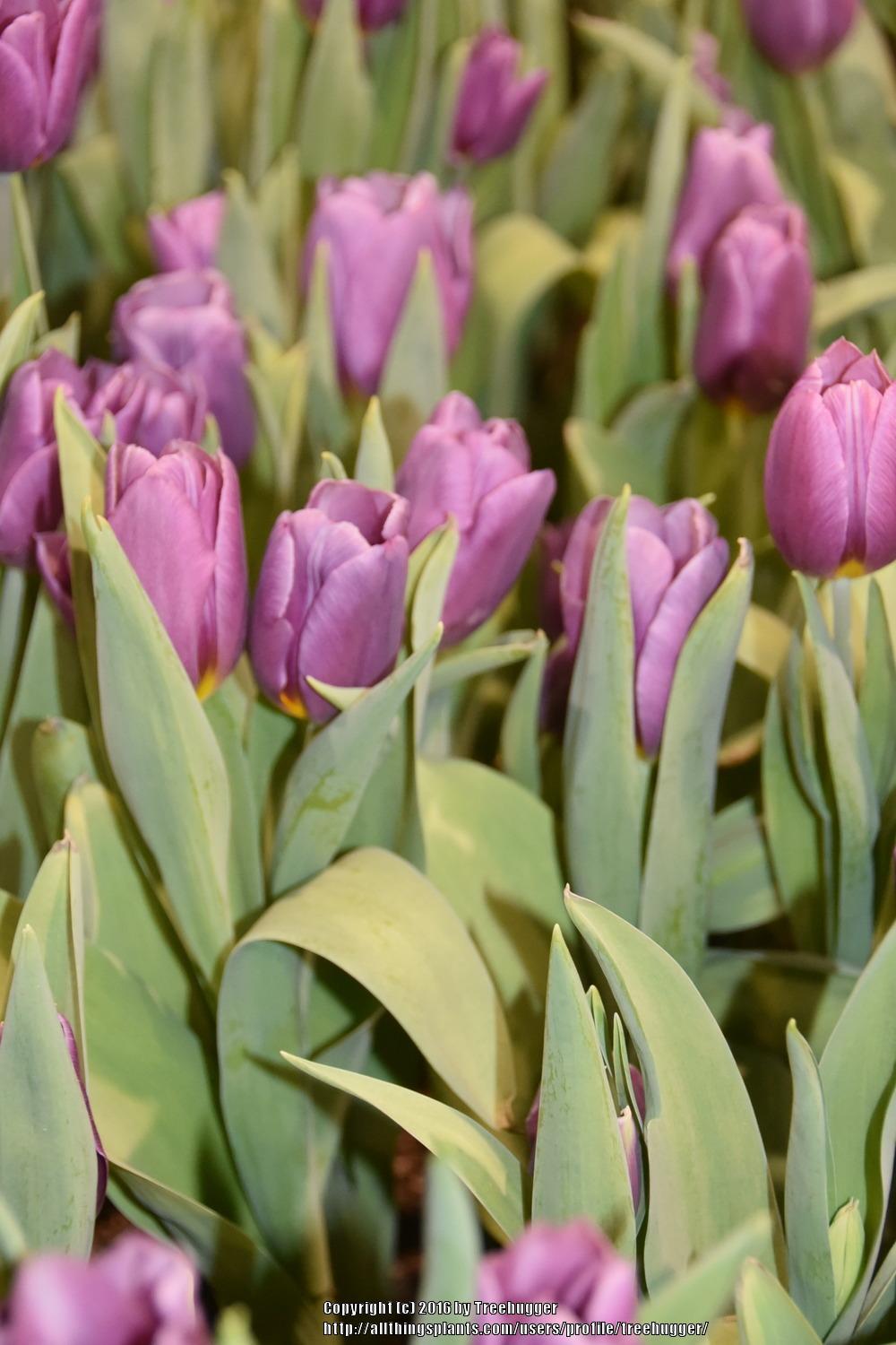 Photo of the bloom of Tulip (Tulipa 'Copex') posted by treehugger ...