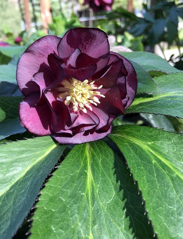 Photo of the bloom of Hellebore (Helleborus Winter Jewels™ Red Sapphire ...