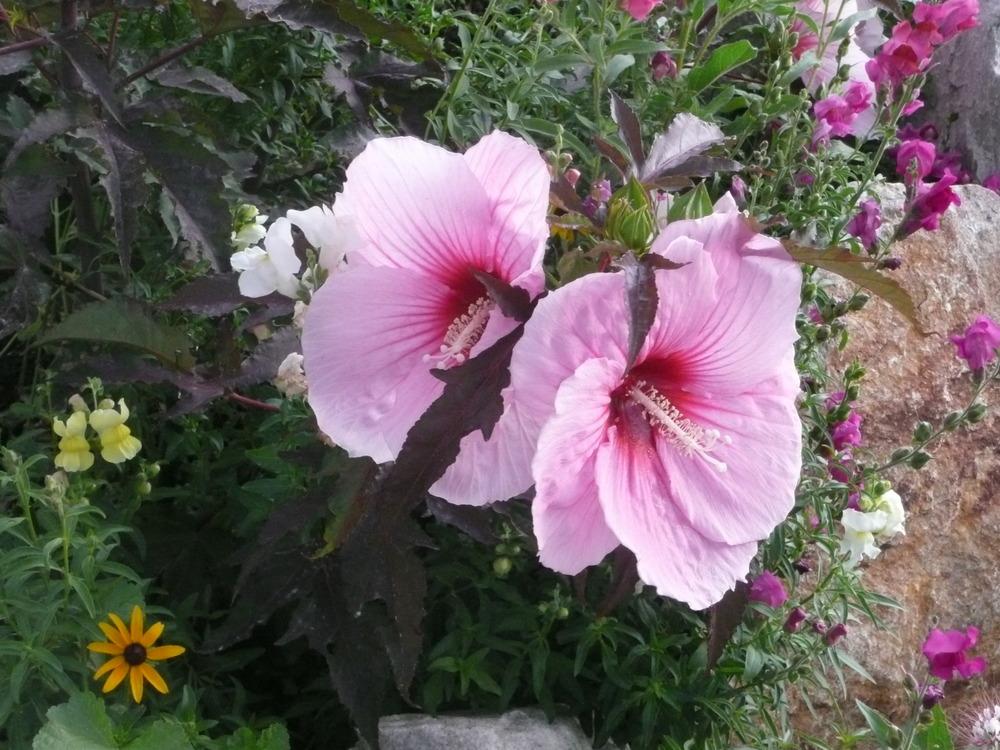 Photo of the bloom of Hybrid Hardy Hibiscus (Hibiscus 'Kopper King ...