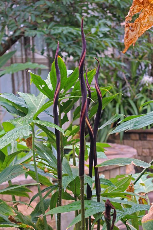 Lasia (Lasia spinosa) - Garden.org