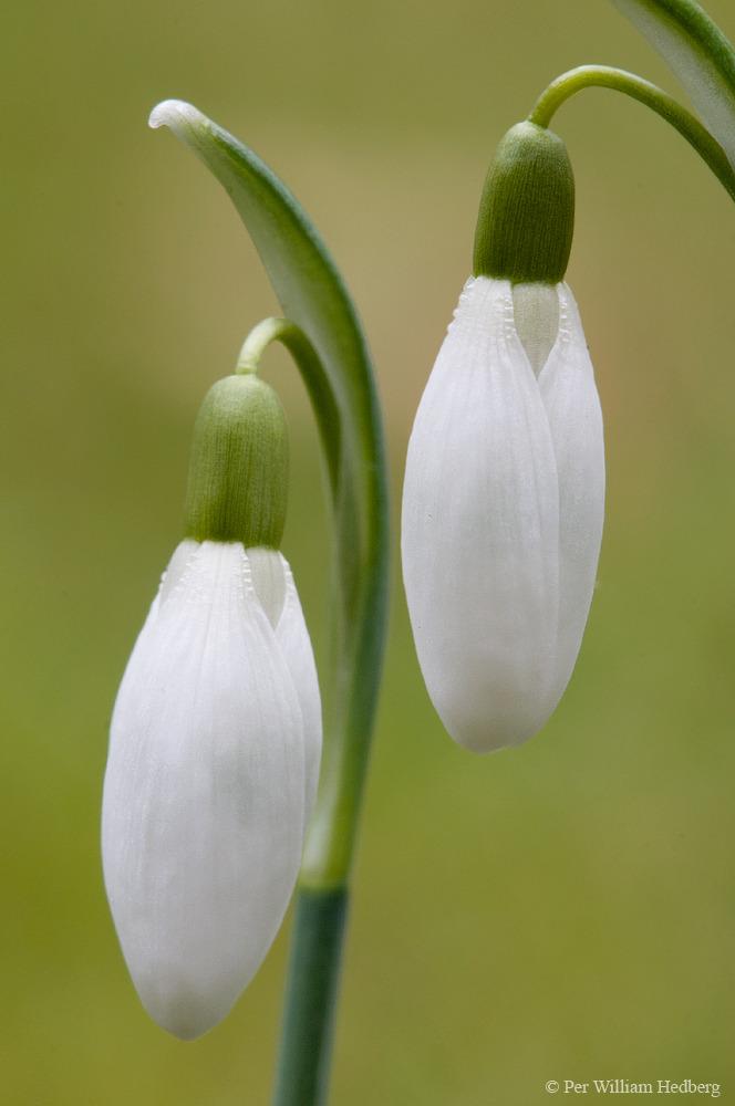 Snowdrops: Plant Care and Collection of Varieties - Garden.org