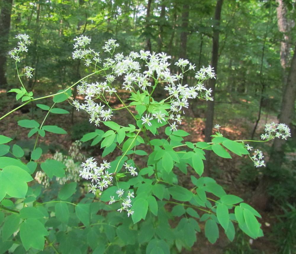 Tall Meadow Rue