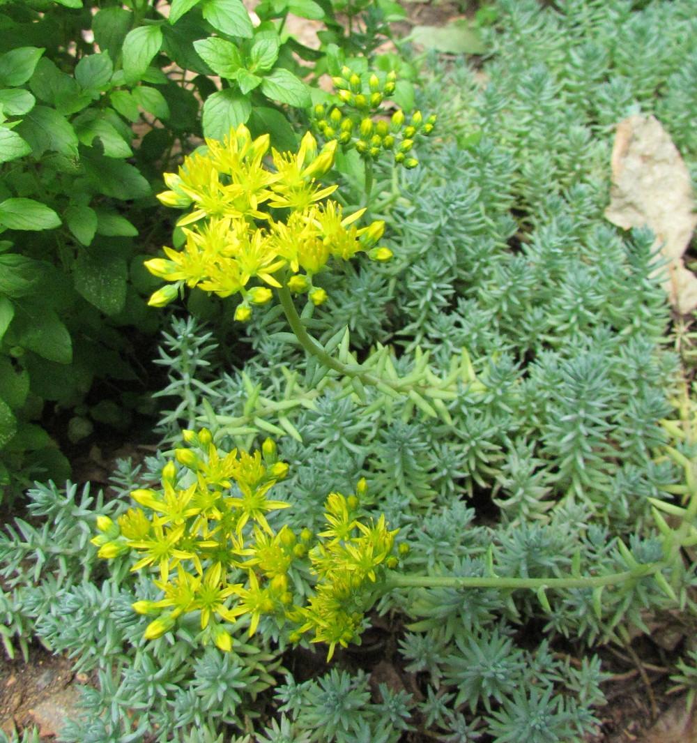 Photo of the entire plant of Jenny's Stonecrop (Petrosedum rupestre ...