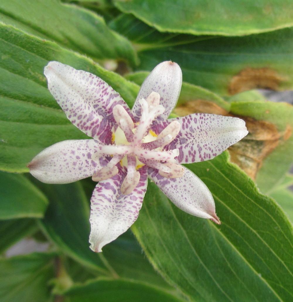 Hairy Toad Lily (Tricyrtis hirta 'Moonlight') in the Toad Lilies ...