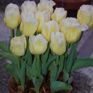 Triumph Tulip (Tulipa 'Calgary Flames') in the Tulips Database - Garden.org