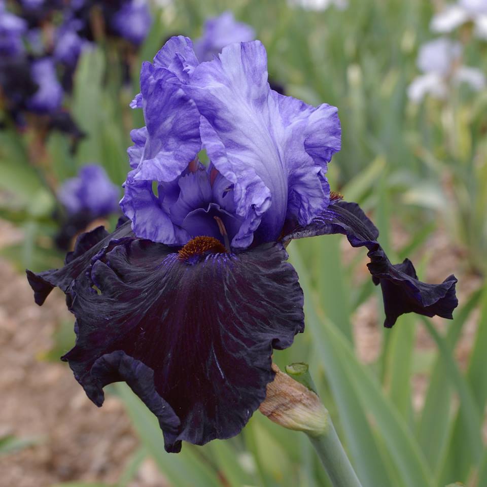 Photo of the bloom of Tall Bearded Iris (Iris 'Dangerous Mood') posted ...