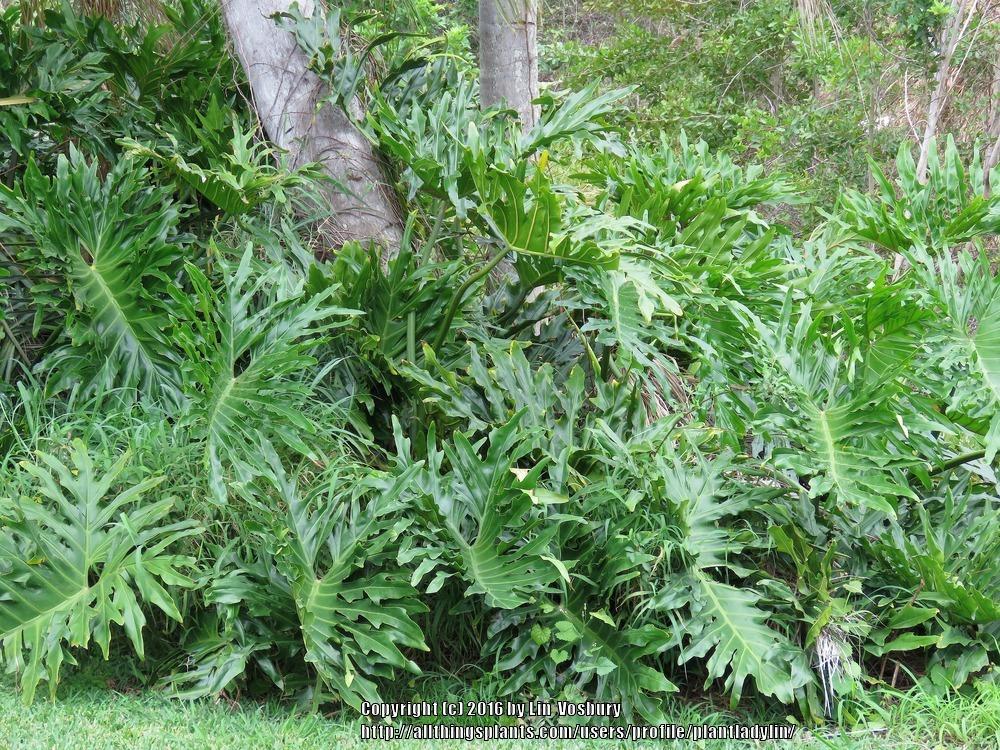 Philodendrons: Plant Care and Collection of Varieties - Garden.org