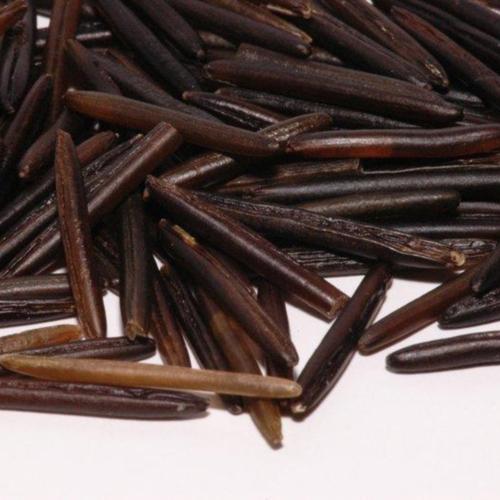 Wild Rice (Zizania palustris) - Garden.org