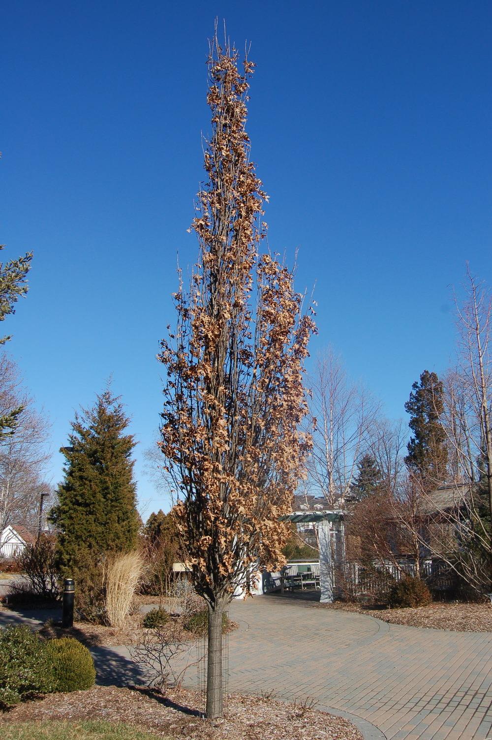 Photo of the winter interest of Pin Oak (Quercus palustris Green Pillar ...