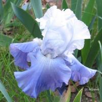 Tall Bearded Iris (Iris 'October Sky') in the Irises Database - Garden.org