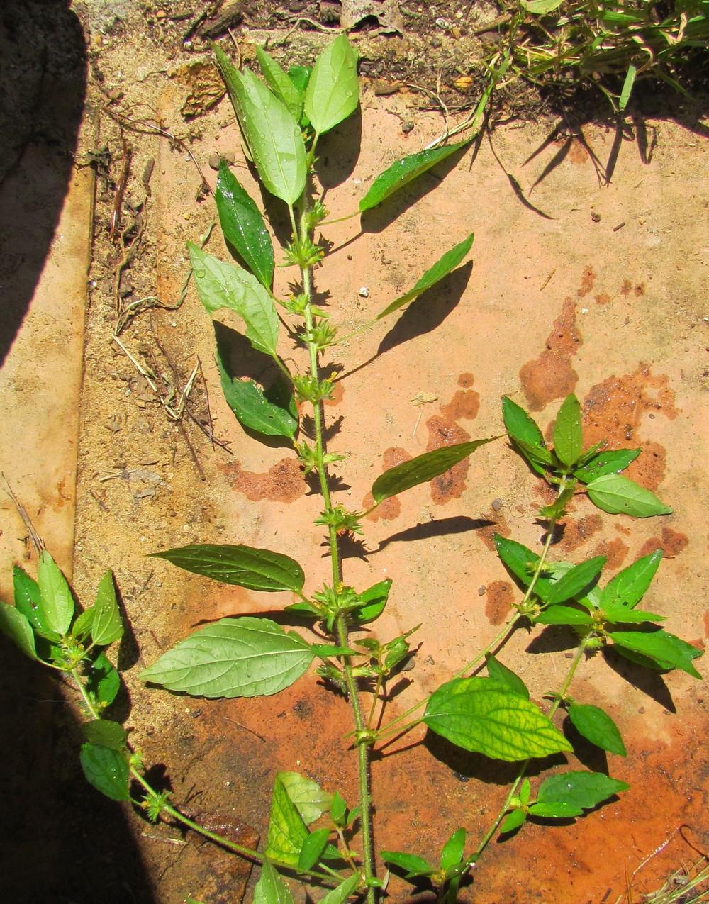 Photo of the entire plant of Virginia Copperleaf (Acalypha virginica ...