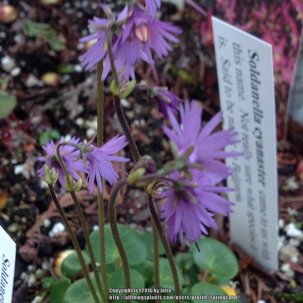 Photo of the entire plant of Soldanella (Soldanella chrysosticta subsp ...