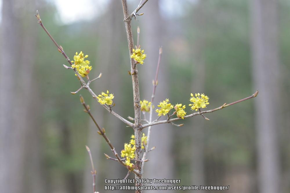 Dogwoods: Plant Care and Collection of Varieties - Garden.org