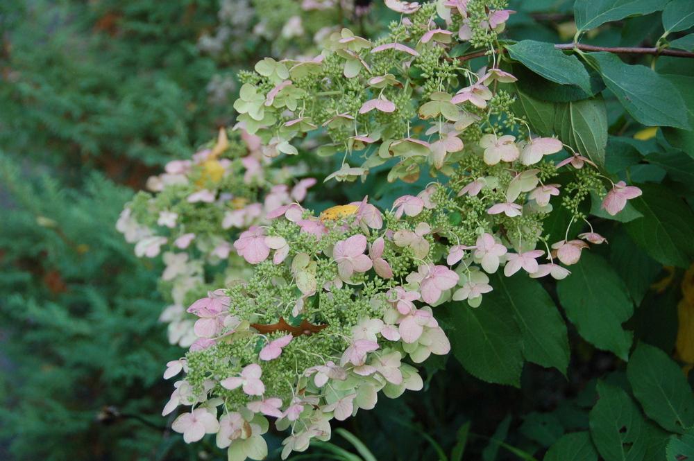 Panicle Hydrangea (Hydrangea paniculata 'Unique') in the Hydrangeas ...