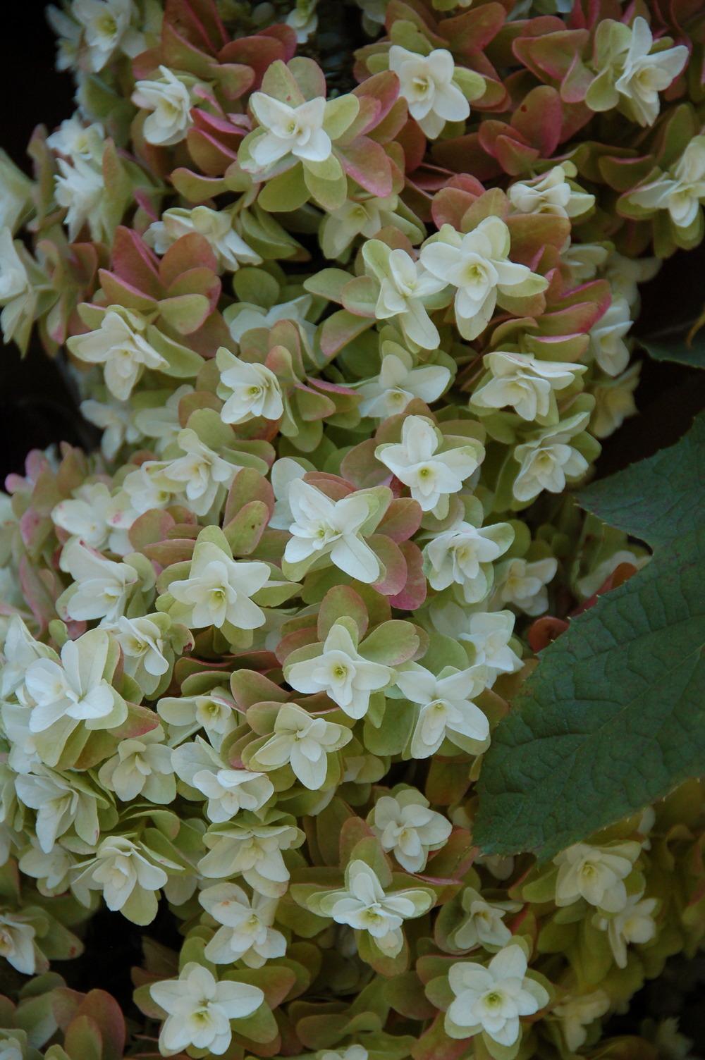 Oakleaf Hydrangea (Hydrangea quercifolia Snowflake) in the Hydrangeas ...