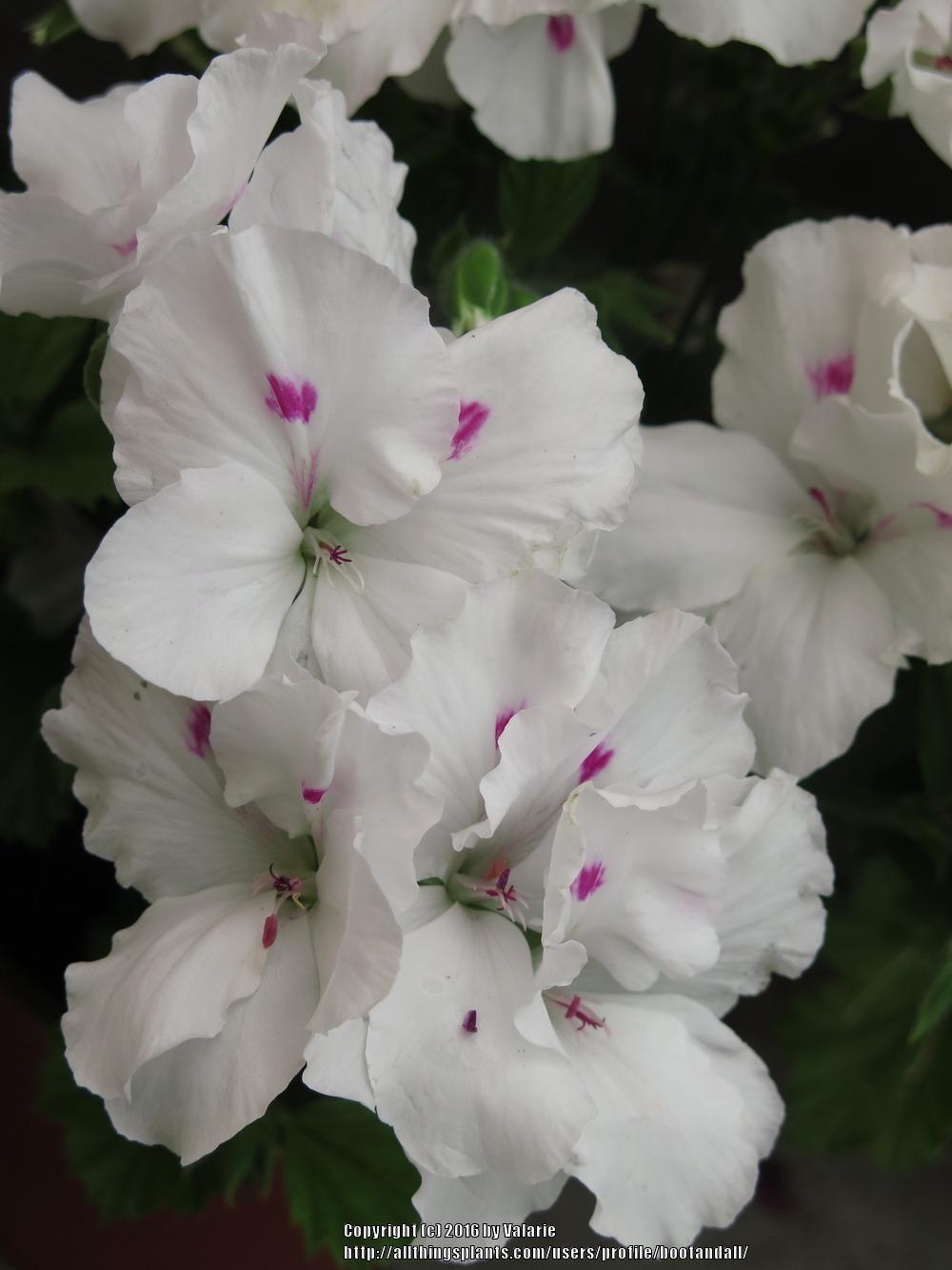 Pelargoniums: Plant Care and Collection of Varieties - Garden.org