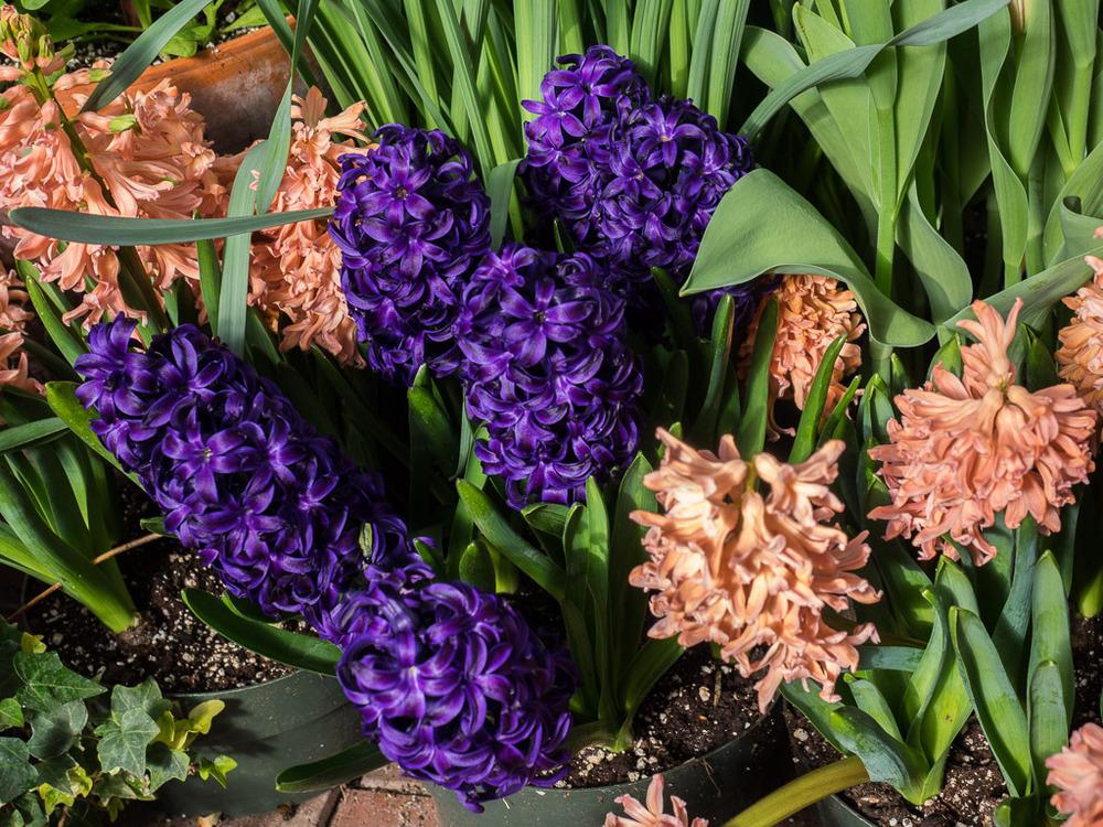 Hyacinth (Hyacinthus orientalis 'Aida') in the Hyacinths Database ...