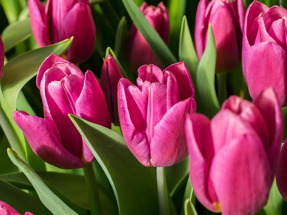 Photo of the bloom of Tulip (Tulipa 'Jumbo Pink') posted by ...