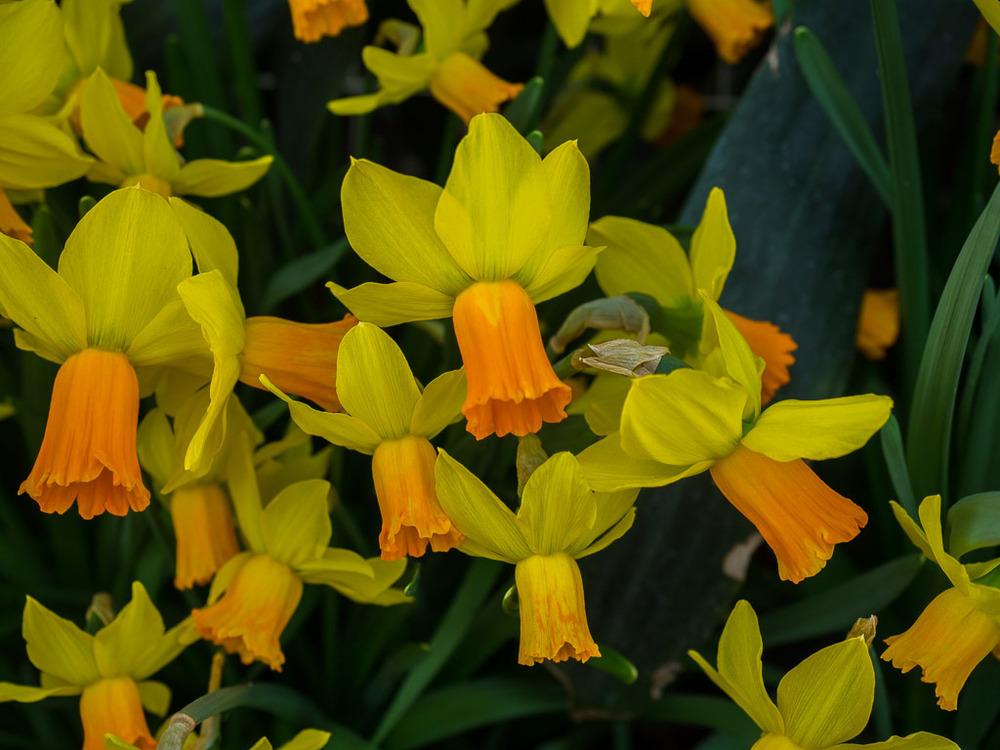 Cyclamineus Daffodil (Narcissus 'Jetfire') in the Daffodils Database ...