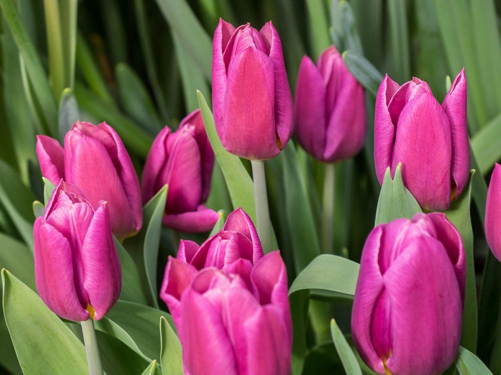 Tulip (Tulipa 'Copex') in the Tulips Database - Garden.org