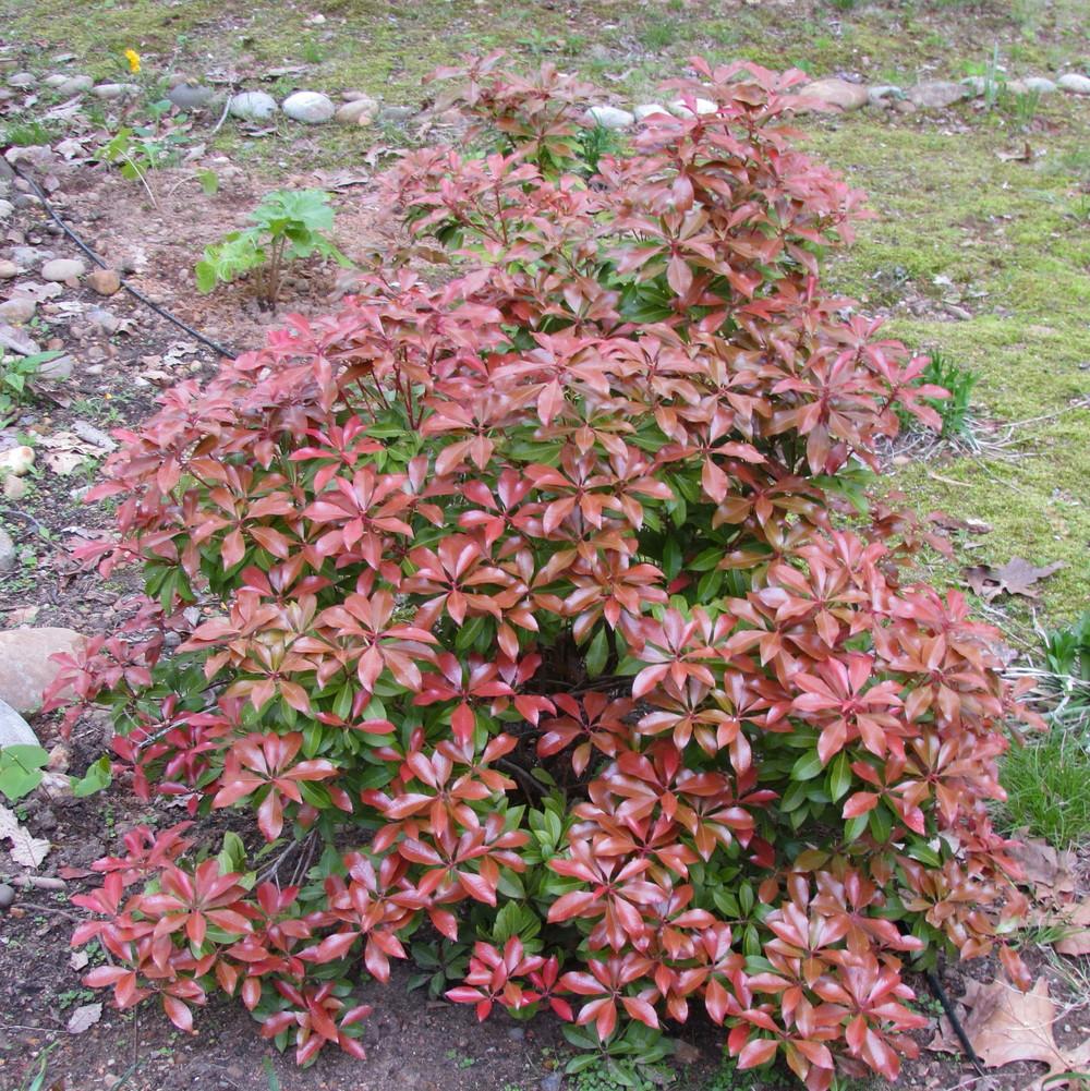Photo of the entire plant of Japanese Pieris (Pieris japonica 'Mountain ...