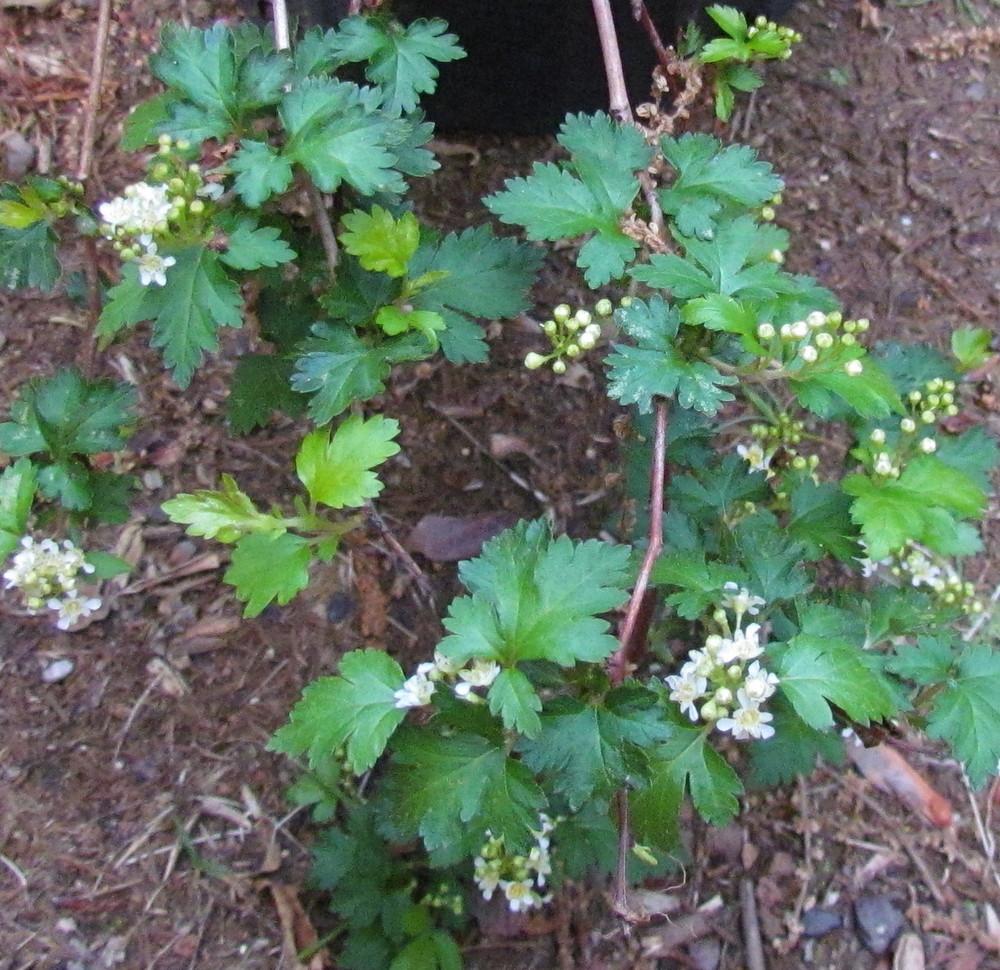 Photo of the leaves of Lace Shrub (Neillia incisa 'Crispa') posted by ...