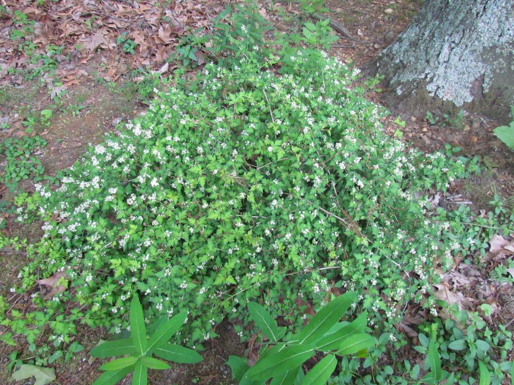 Photo of the entire plant of Lace Shrub (Neillia incisa 'Crispa ...