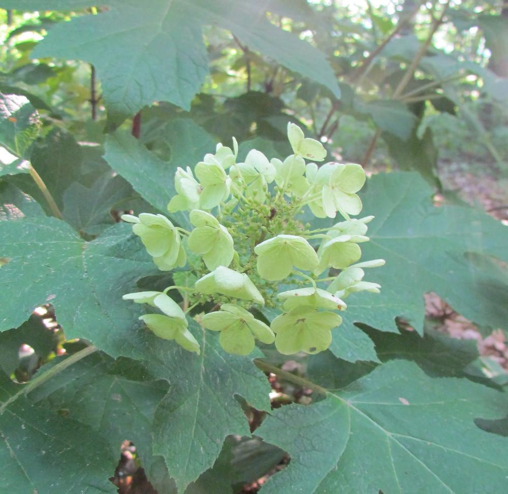 Photo of the closeup of buds, sepals and receptacles of Oakleaf ...