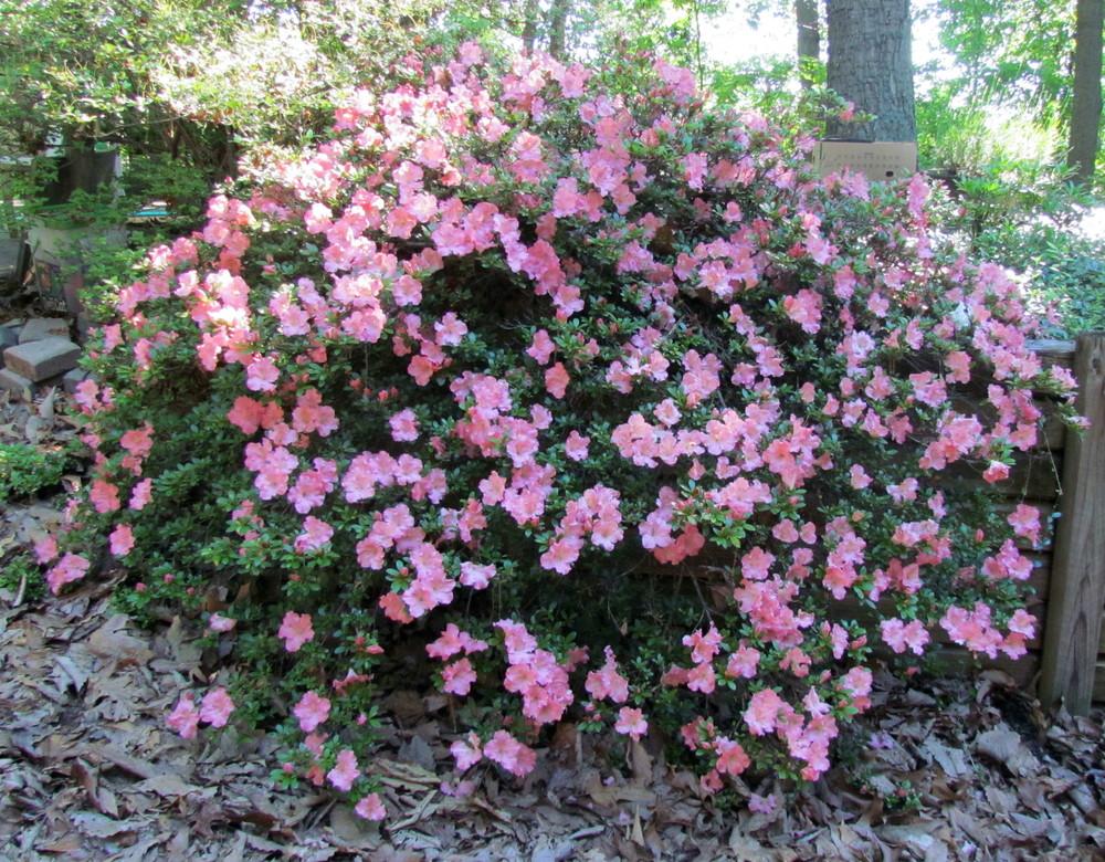 Photo of the entire plant of Azalea (Rhododendron 'Gumpo Pink') posted ...