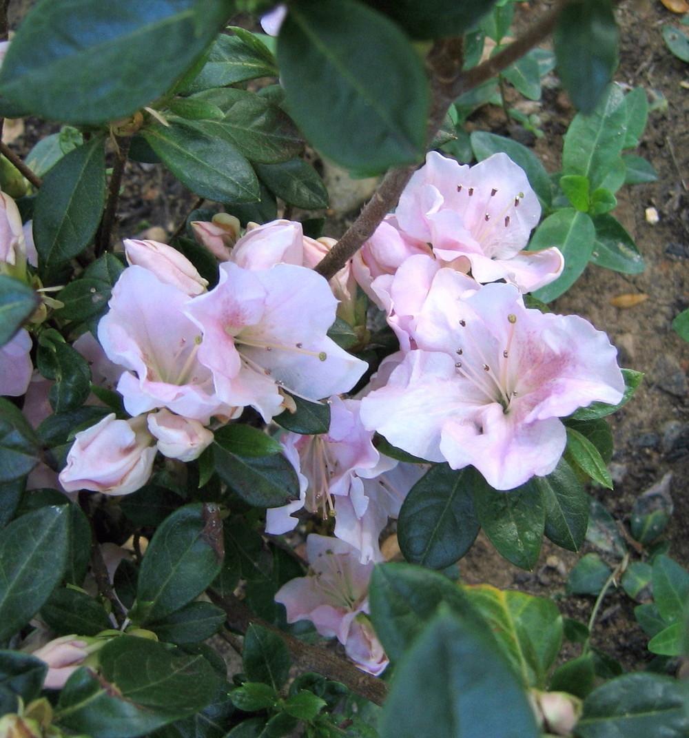 Azalea (Rhododendron Encore® Autumn Sweetheart™) in the Rhododendrons ...
